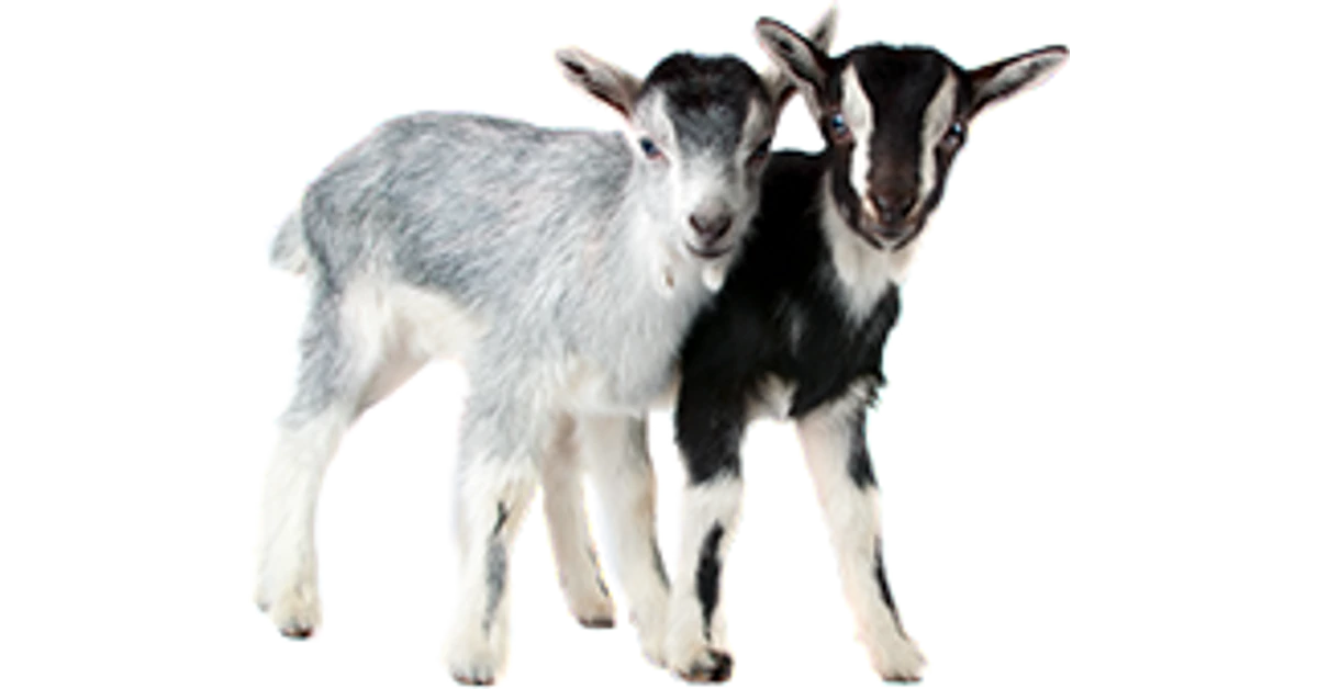 JUH, KECSKE - HASZONÁLLATOK